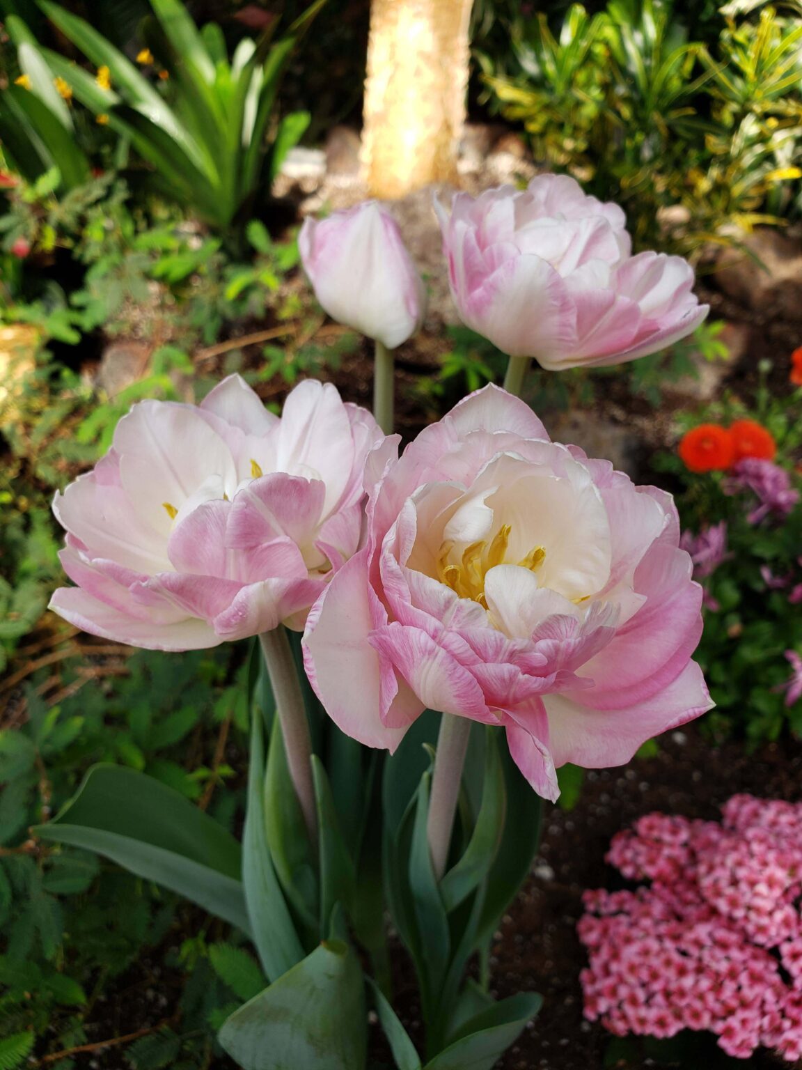 Regina Floral Conservatory – Regina Garden Association
